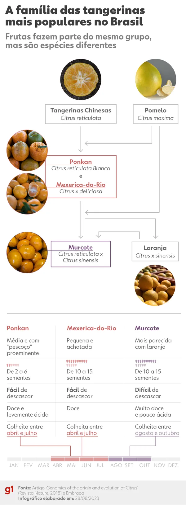 Veja qual a diferença entre ponkan, tangerina e mexerica - Pato Branco ...